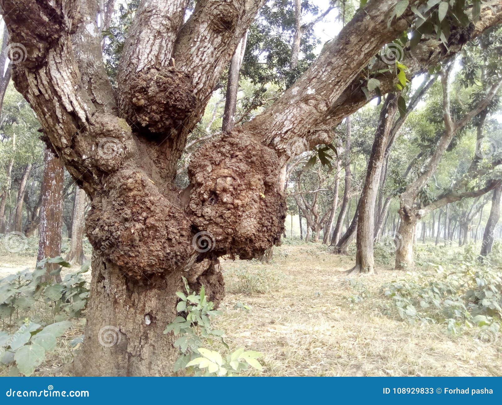 Old mango tree in a forest stock image. Image of mango - 108929833