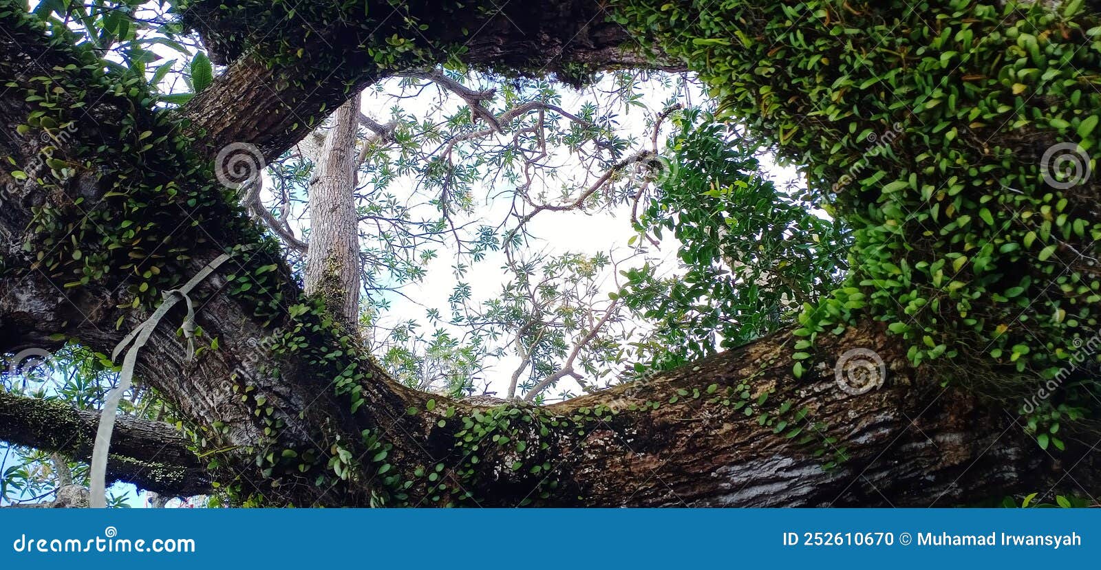 Old mango tree in island stock photo. Image of background - 252610670