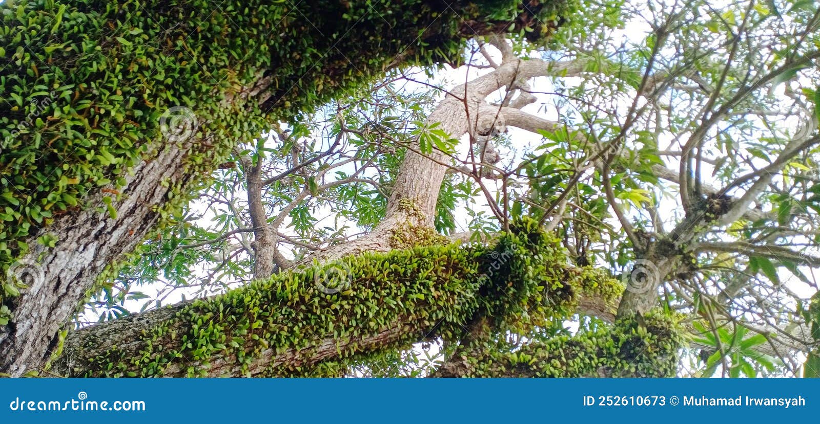Old mango tree in island stock image. Image of vegetation - 252610673