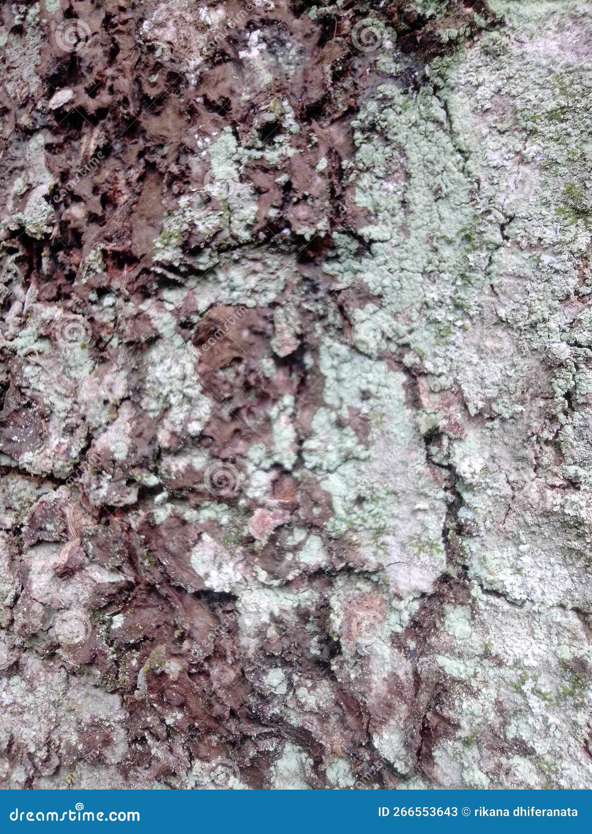 Old mango tree scales stock image. Image of rough, tree - 266553643