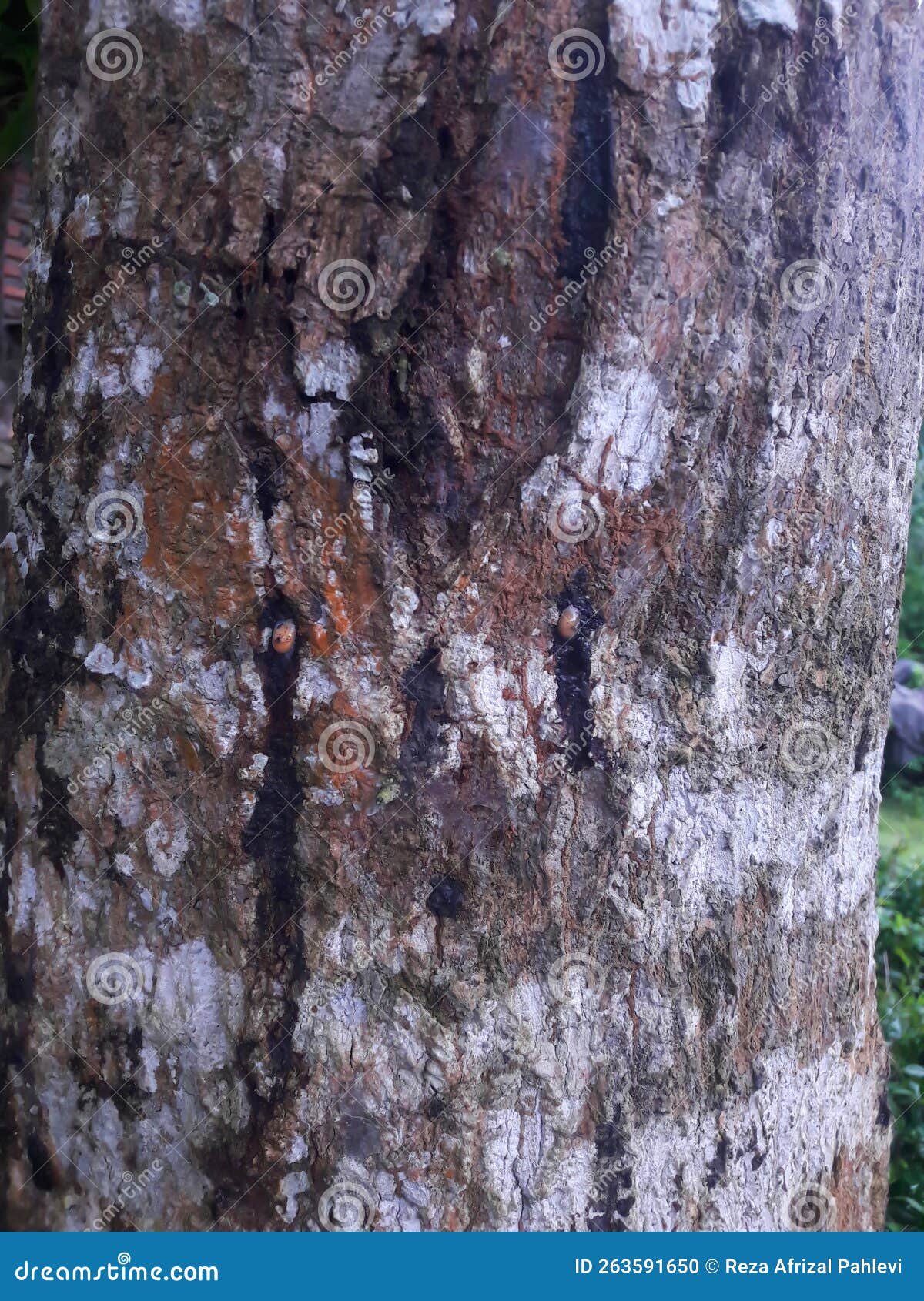 Old Mango Tree Trunk Texture Stock Photo - Image of wildlife, wall ...