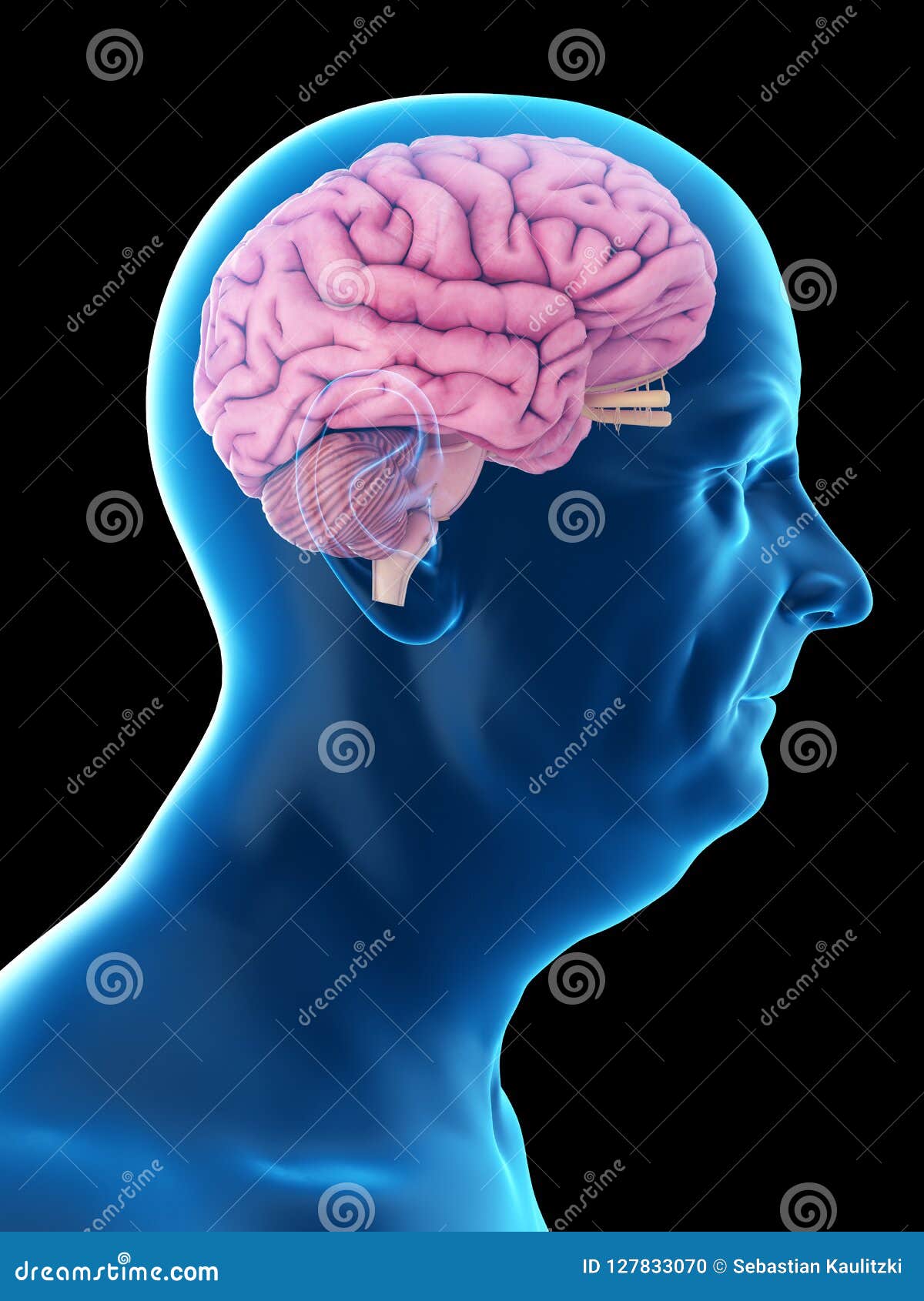 An old mans brain stock illustration. Illustration of internal - 127833070