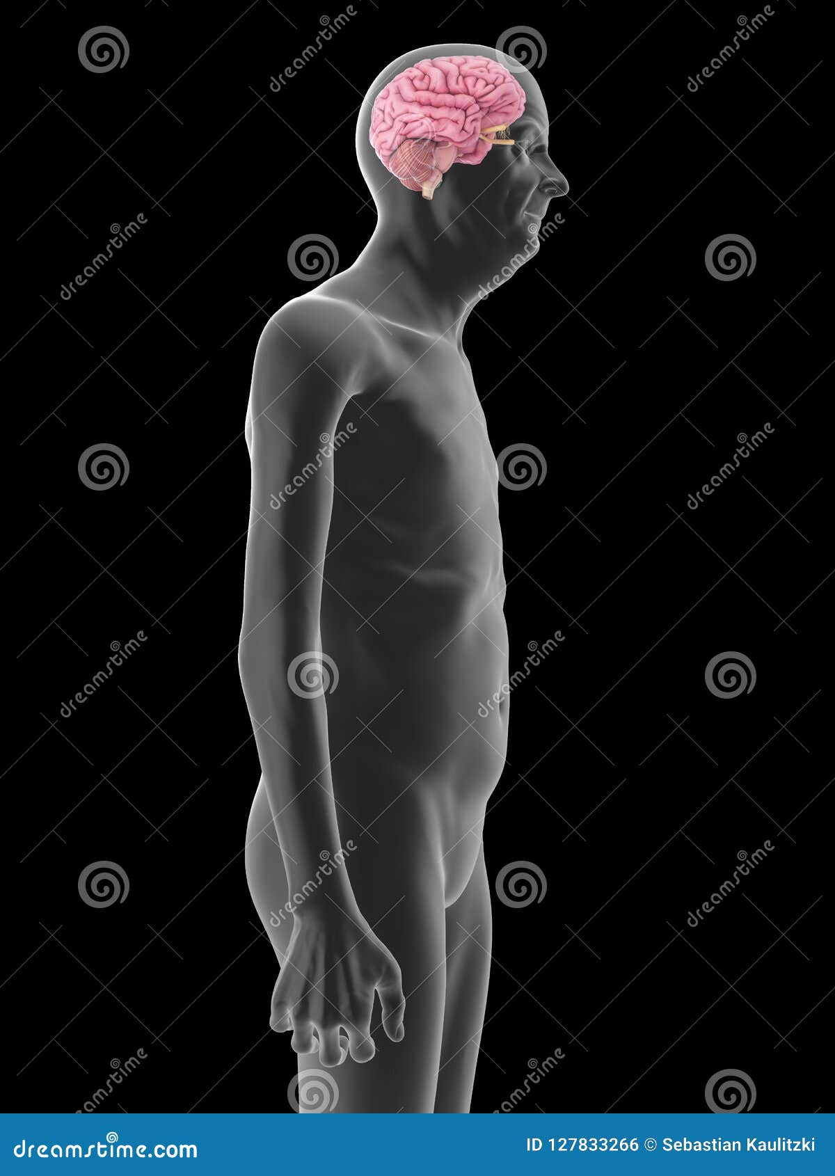 An old mans brain stock illustration. Illustration of biology - 127833266
