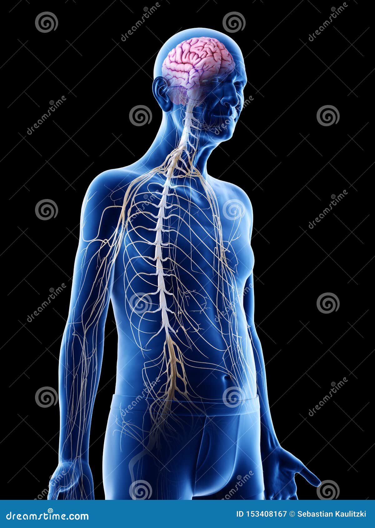 An Old Mans Brain and Nerves Stock Illustration - Illustration of human ...