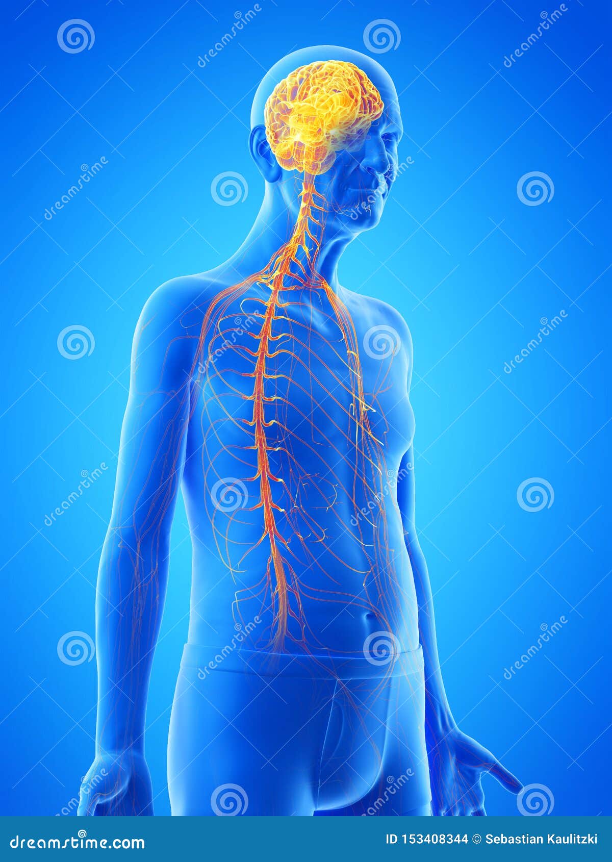 An Old Mans Brain and Nerves Stock Illustration - Illustration of ...