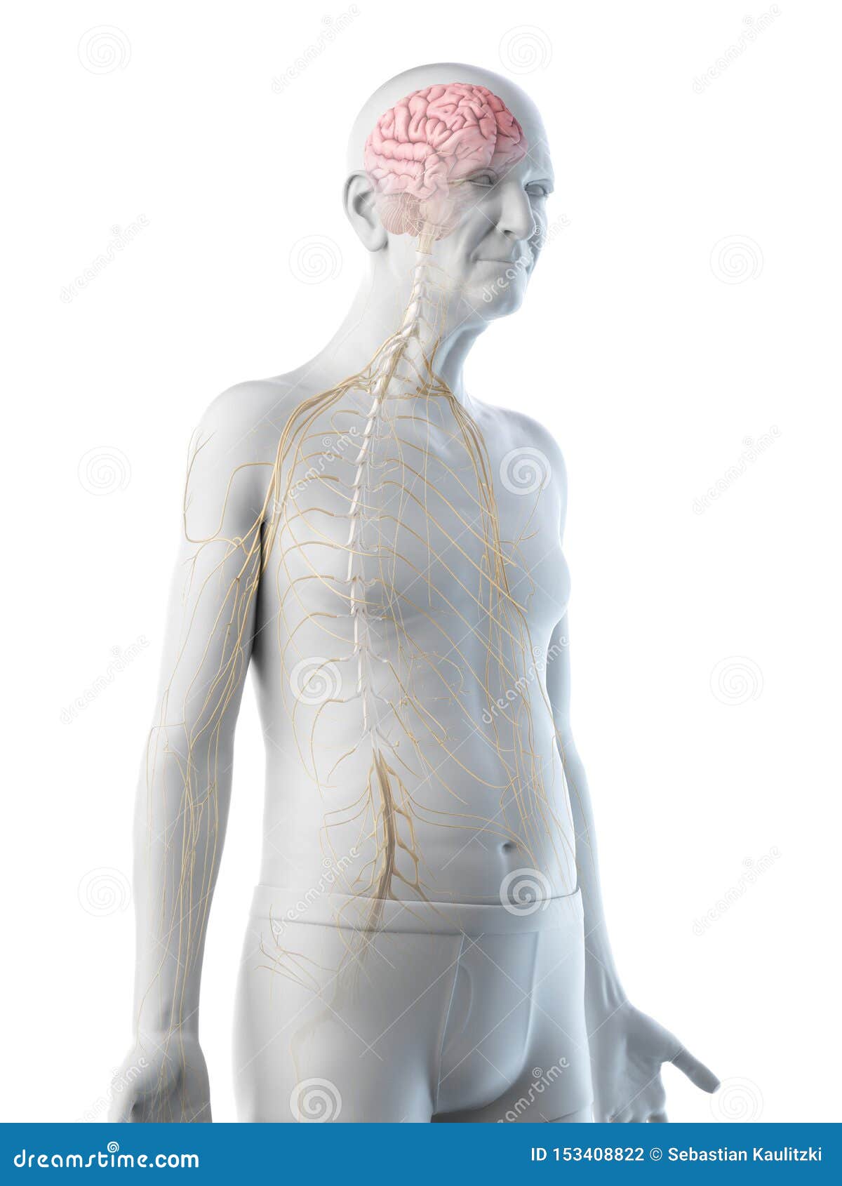 An Old Mans Brain and Nerves Stock Illustration - Illustration of brain ...