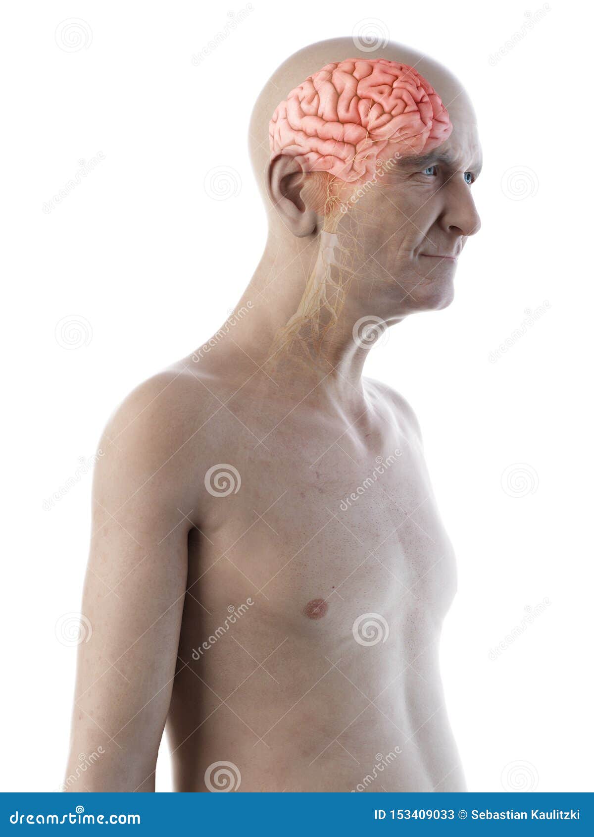 An Old Mans Brain and Nerves Stock Illustration - Illustration of ...