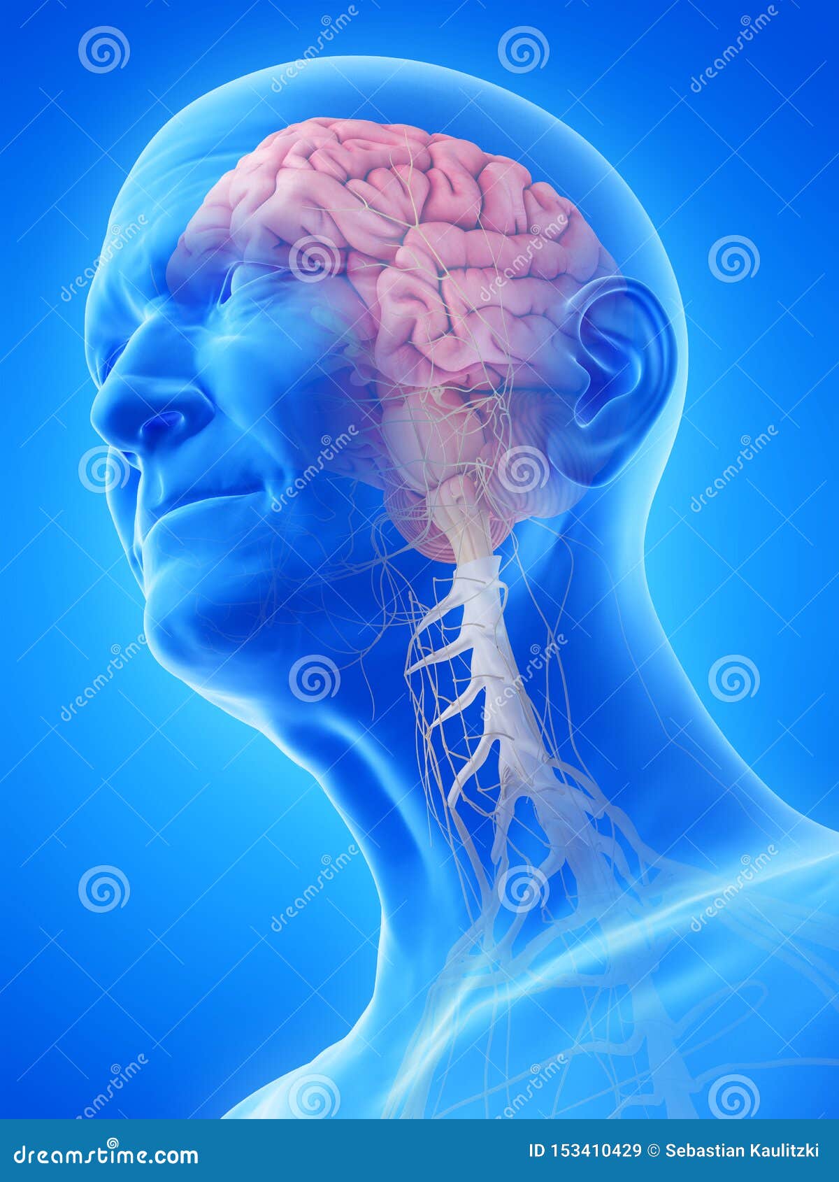 An Old Mans Brain and Nerves Stock Illustration - Illustration of mans ...