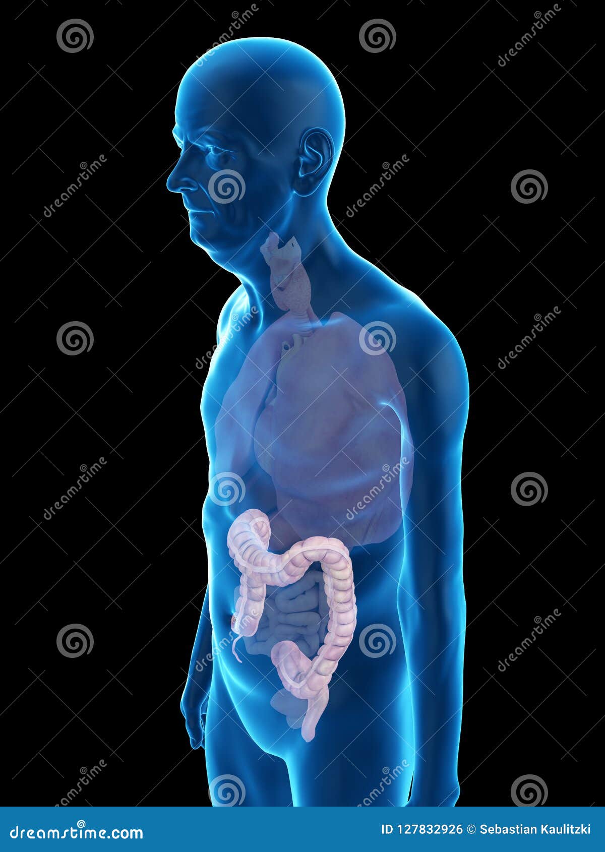 An old mans colon stock illustration. Illustration of mans - 127832926