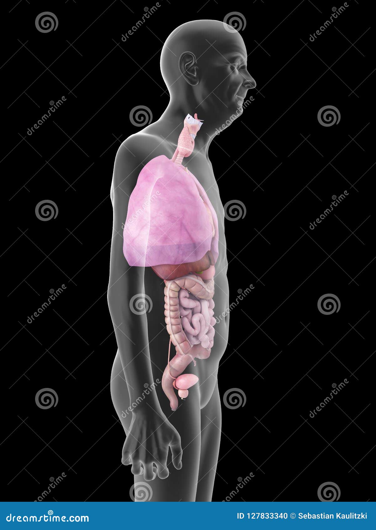An old mans organs stock illustration. Illustration of gastrointestinal ...