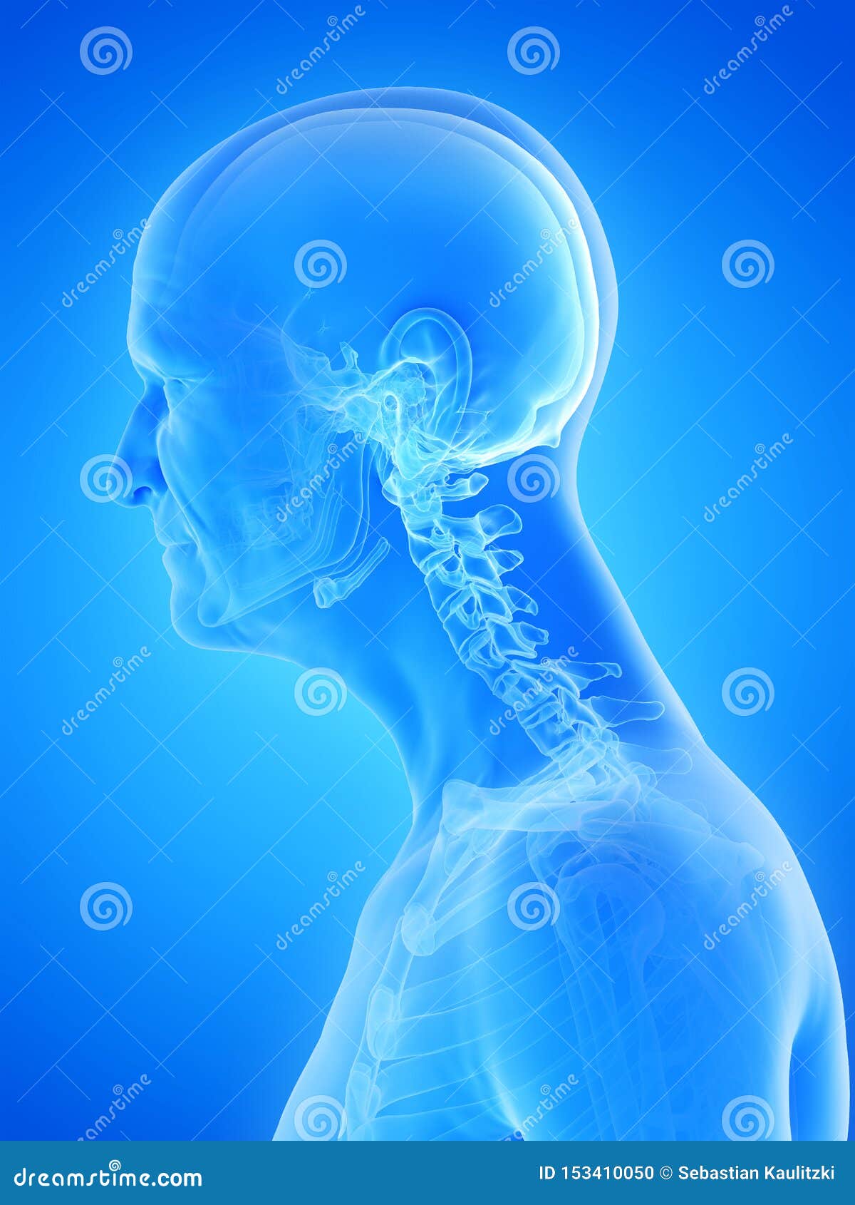 An old mans skeletal neck stock illustration. Illustration of discs ...