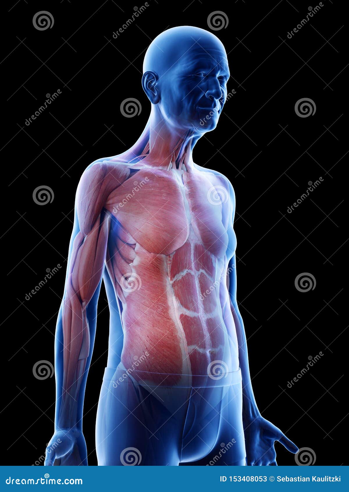 The Upper Arm Muscles Stock Illustration | CartoonDealer.com #127827442