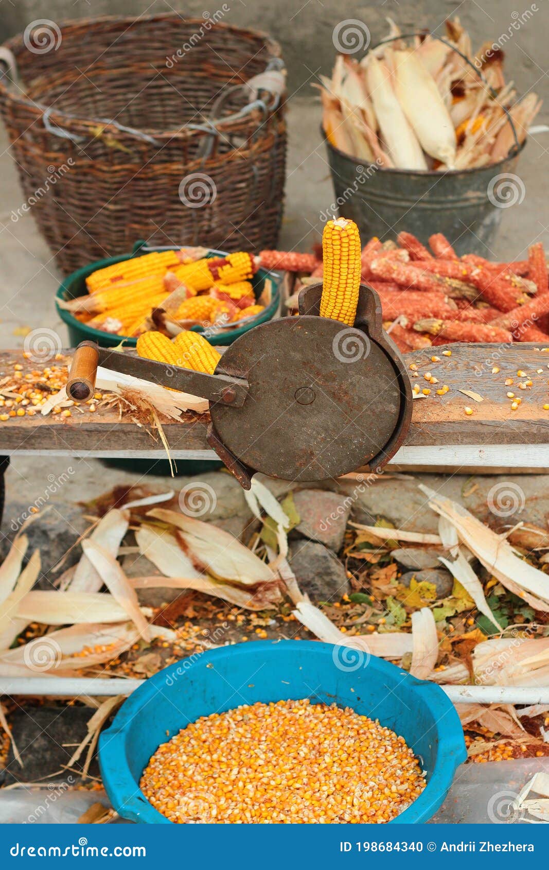 Old Manual Corn Shucker, Stripping and Shelling of Corn Cobs Stock ...