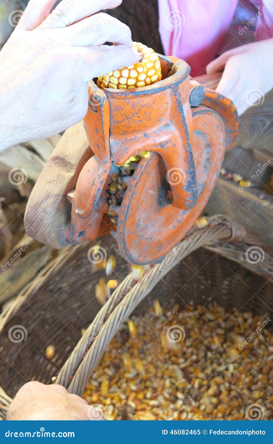 Old Manual Machine To Remove Yellow Corn from the Cob Seed Matures ...