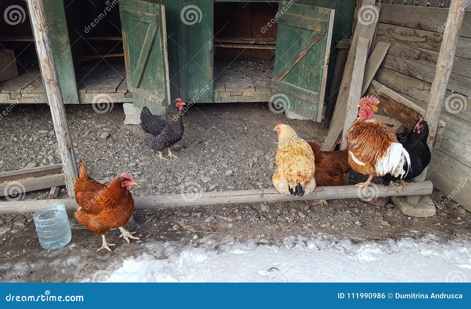 Old many chickens stock photo. Image of farm, animal - 111990986