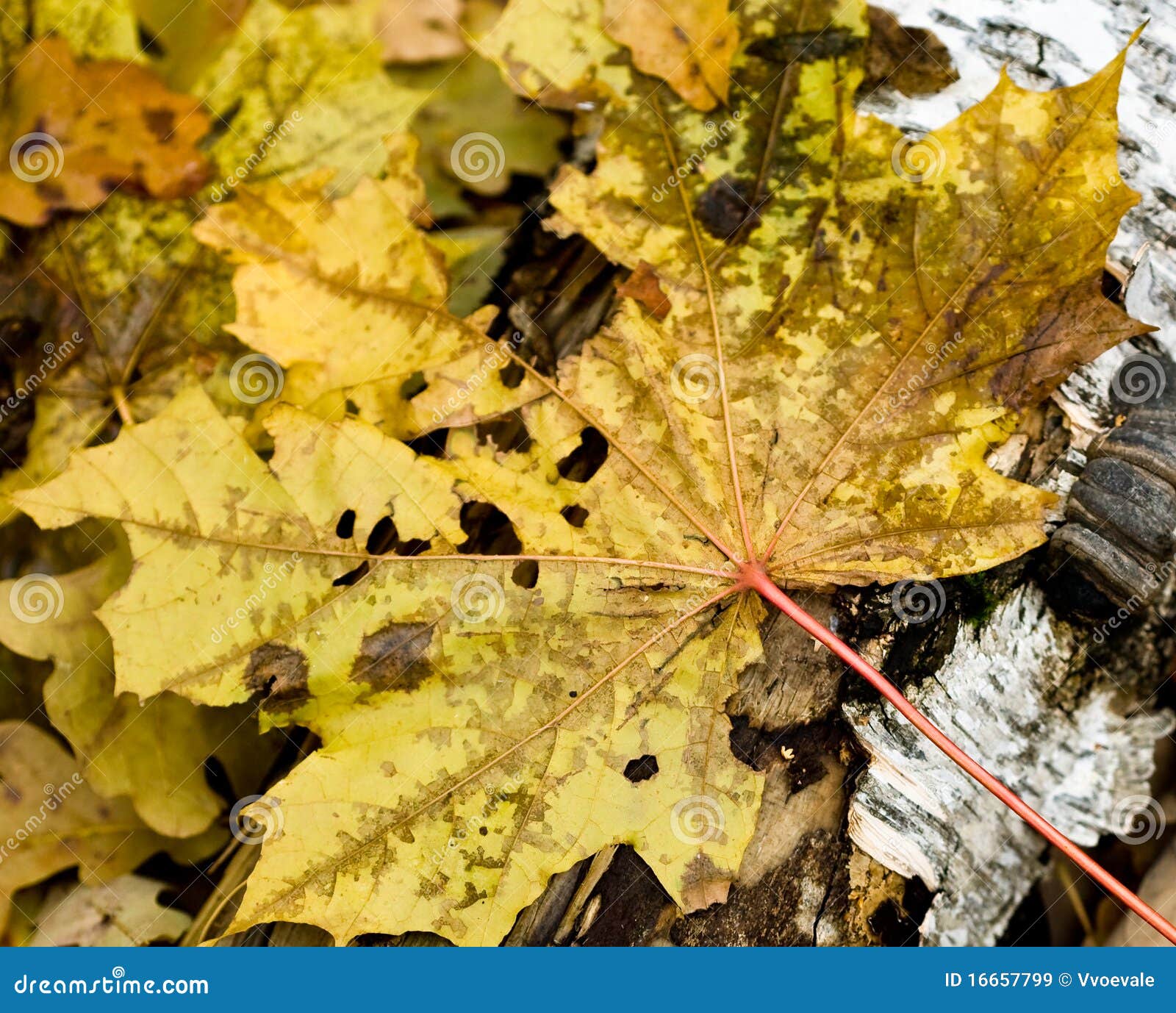 Old maple leaf stock image. Image of trunk, rotten, faded - 16657799