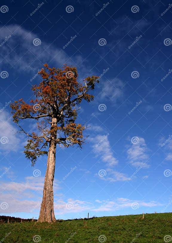 Old Maple Tree stock image. Image of leaves, field, meadow - 16403311