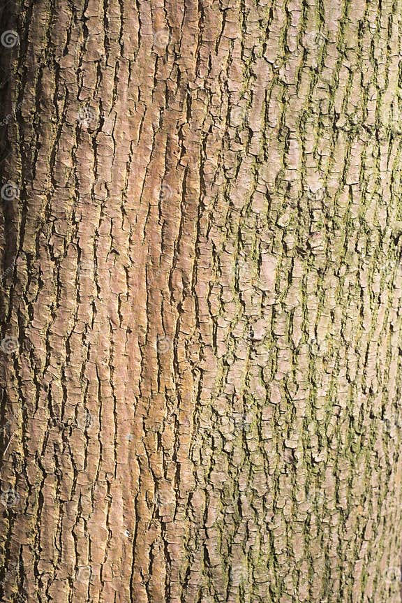 Old Maple Tree Bark Texture Background Stock Photo - Image of aging ...