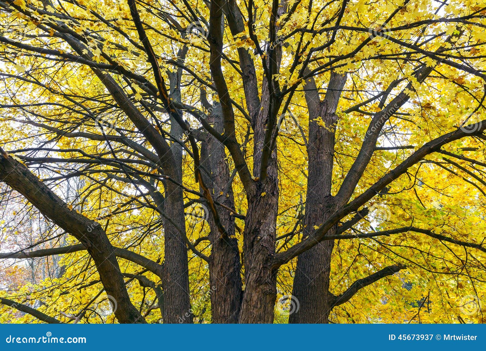 Old Maple Tree Branch in Autumn Stock Image - Image of fall, park: 45673937