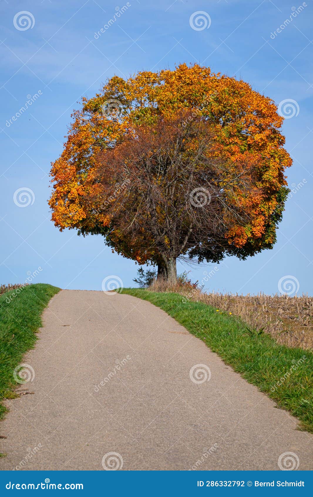 Old Maple Tree in Fall at a Road with Blue Sky Stock Photo - Image of ...