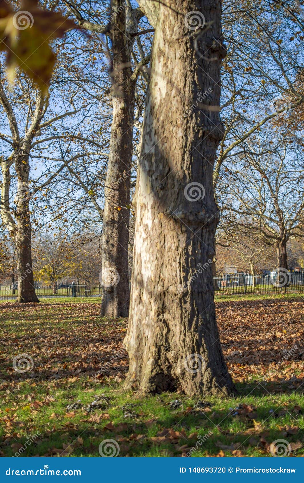 An Old Maple Tree Inside Hyde Park Forest Stock Photo - Image of ...