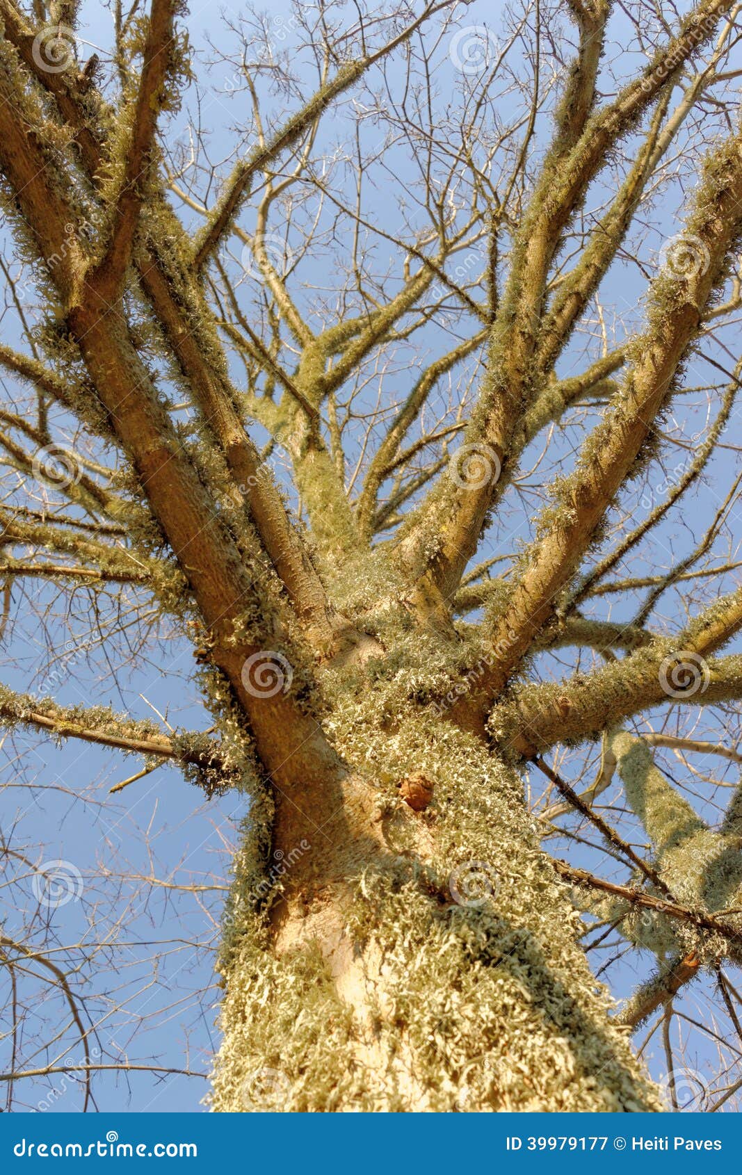 Old maple tree stock image. Image of tree, acer, forest - 39979177