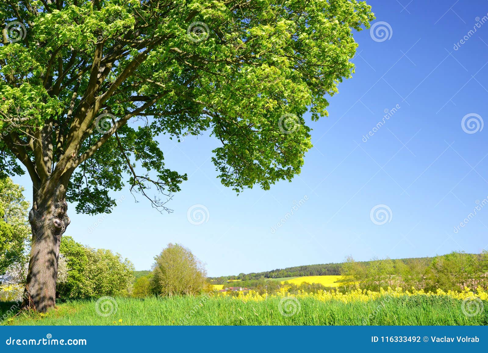 Old maple tree on meadow. stock photo. Image of plant - 116333492