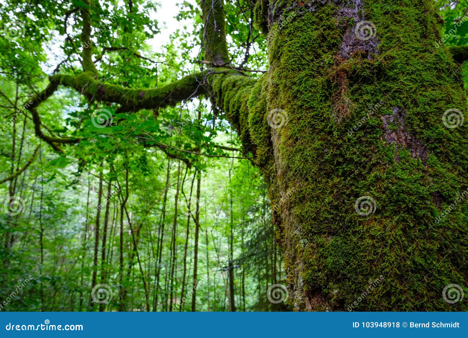 Old Maple Tree with Moos and Branch in a Mountain Forest Stock Photo ...