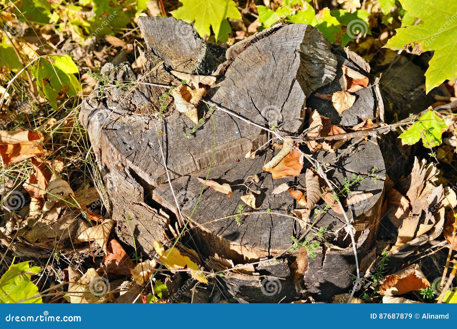 Old Maple Tree Stump in Autumn Forest Stock Image - Image of beautiful ...