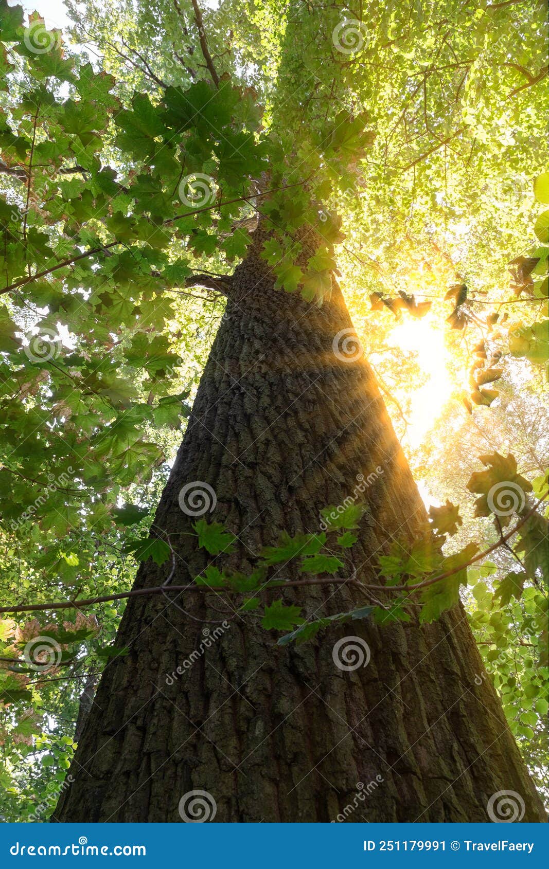 Old Maple Tree Trunk and Crown with Sun Rays Stock Image - Image of ...
