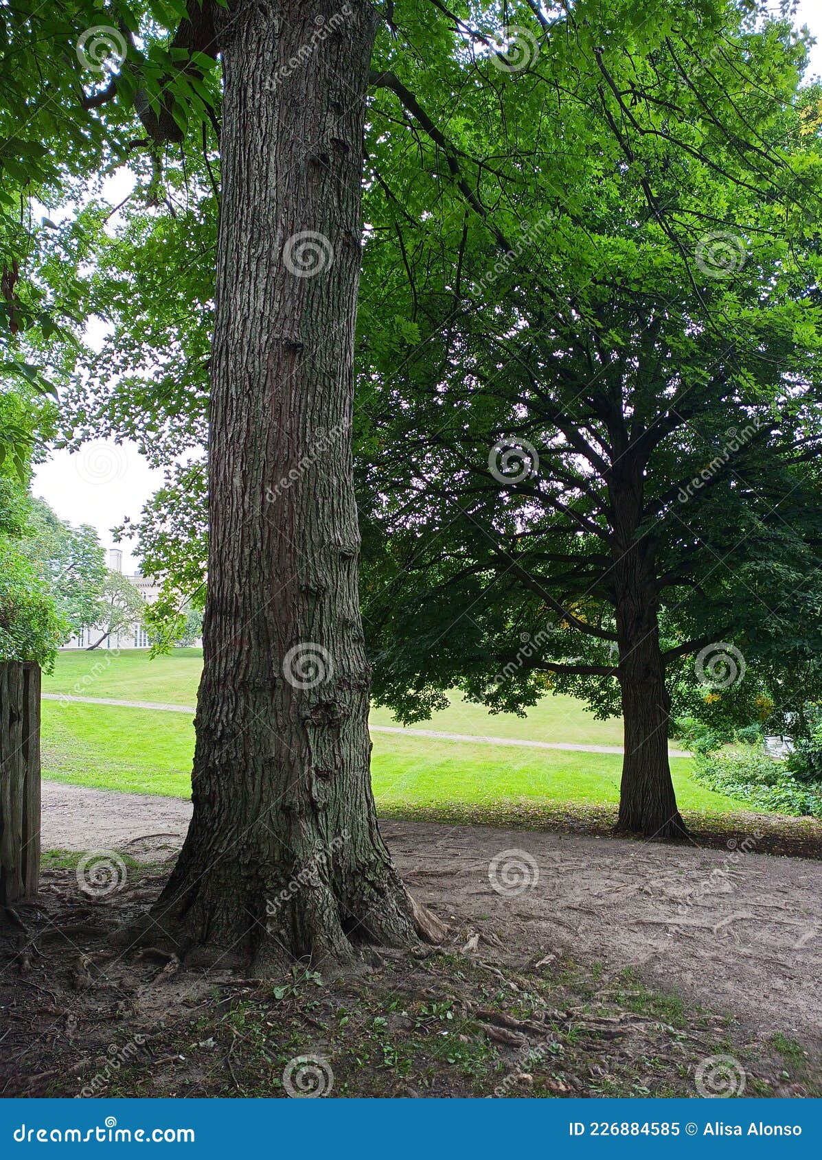 Old maple trees stock image. Image of plant, green, flower - 226884585