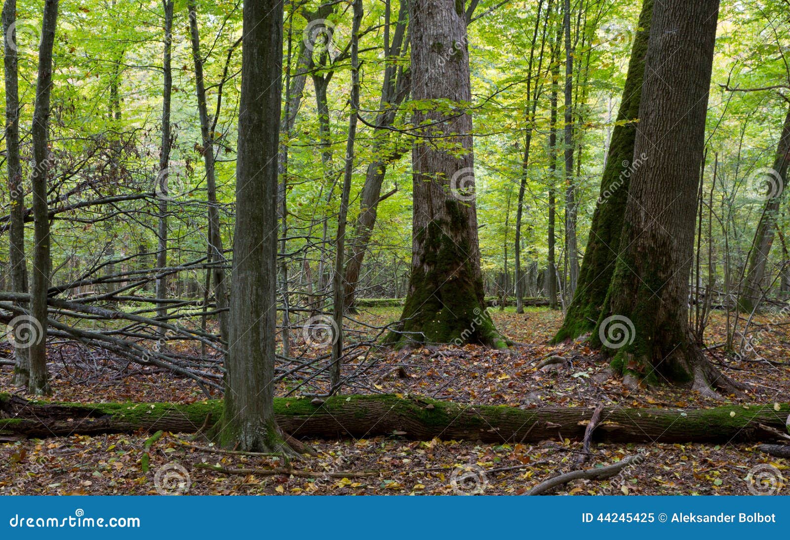 Old maple trees in fall stock image. Image of ecosystem - 44245425