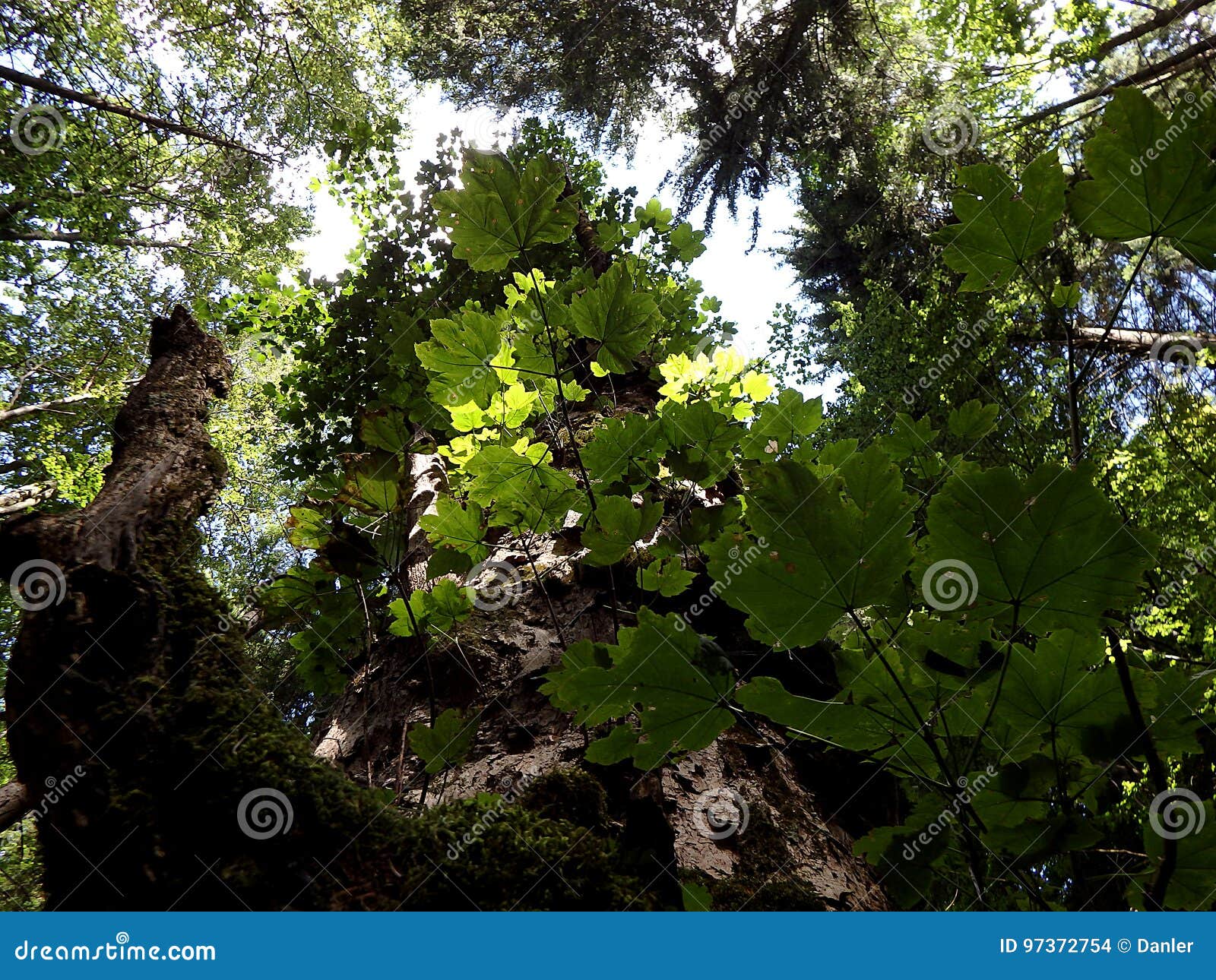 Old maple in the woods stock photo. Image of europe, timber - 97372754