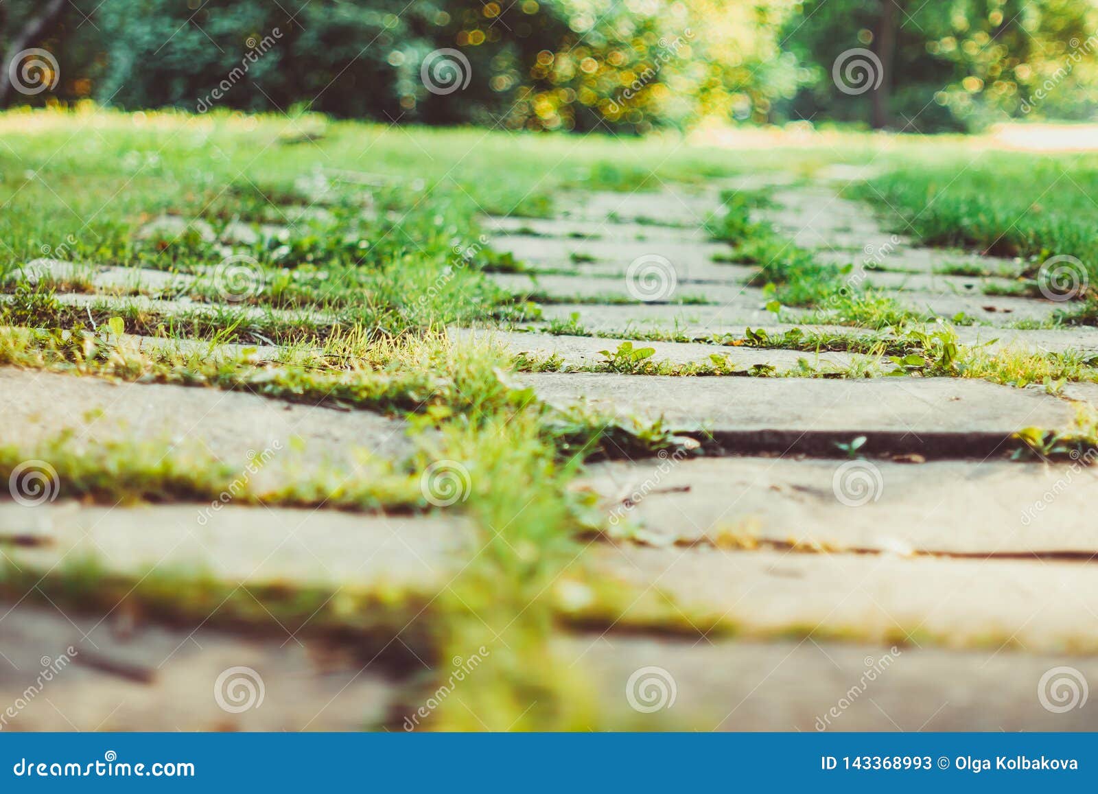Tiles on grass stock image. Image of backdrop, fungus - 143368993