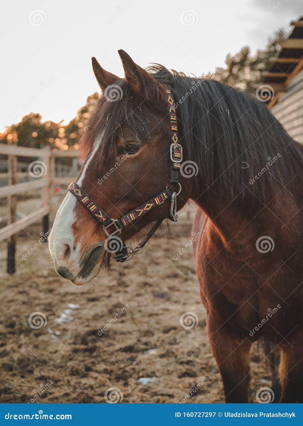 Old Mare Horse with Long Mane in Sunset Stock Image - Image of sport ...