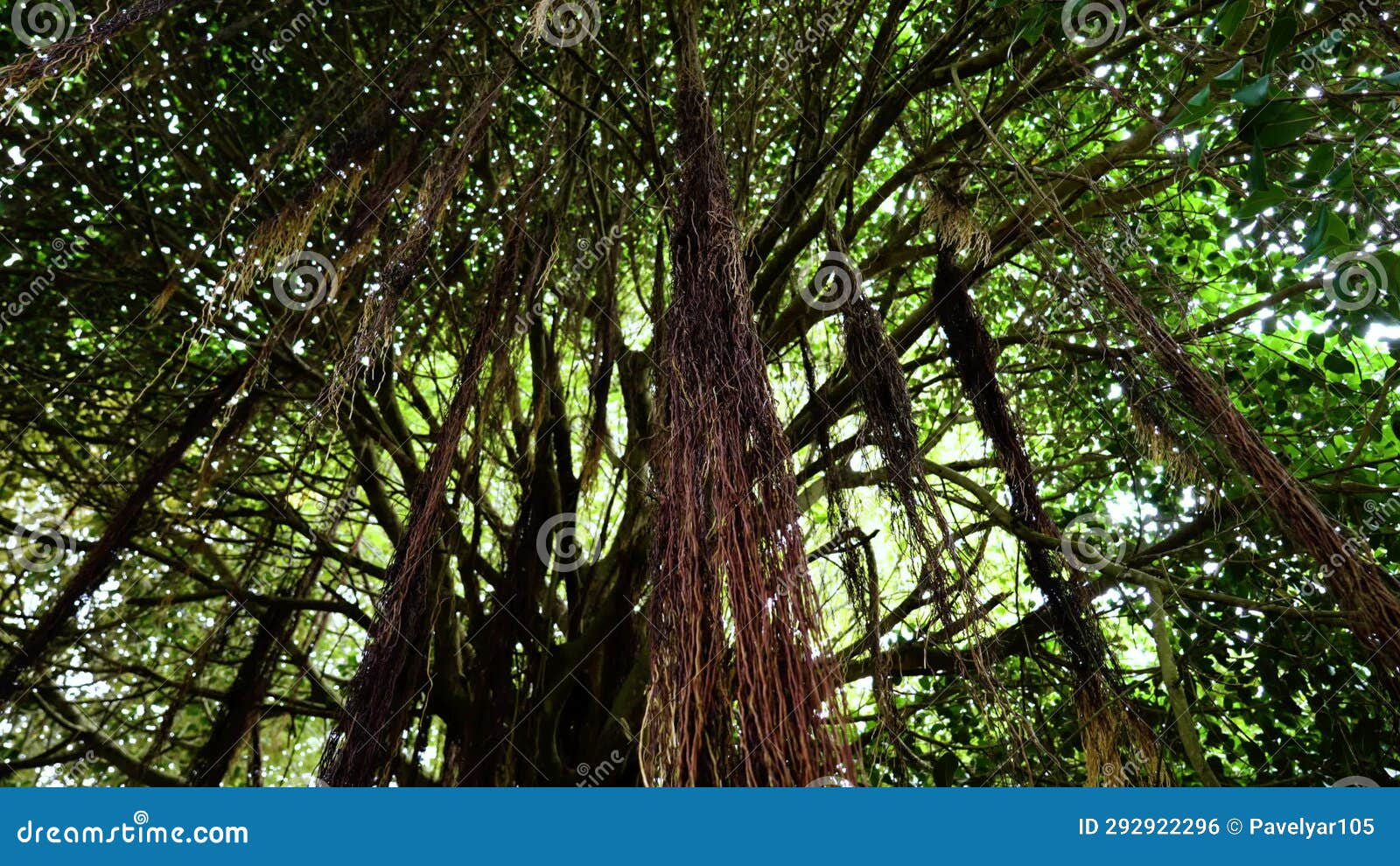 Old Massive Indian Banyan Tree with Aerial Prop Roots Stock Footage ...