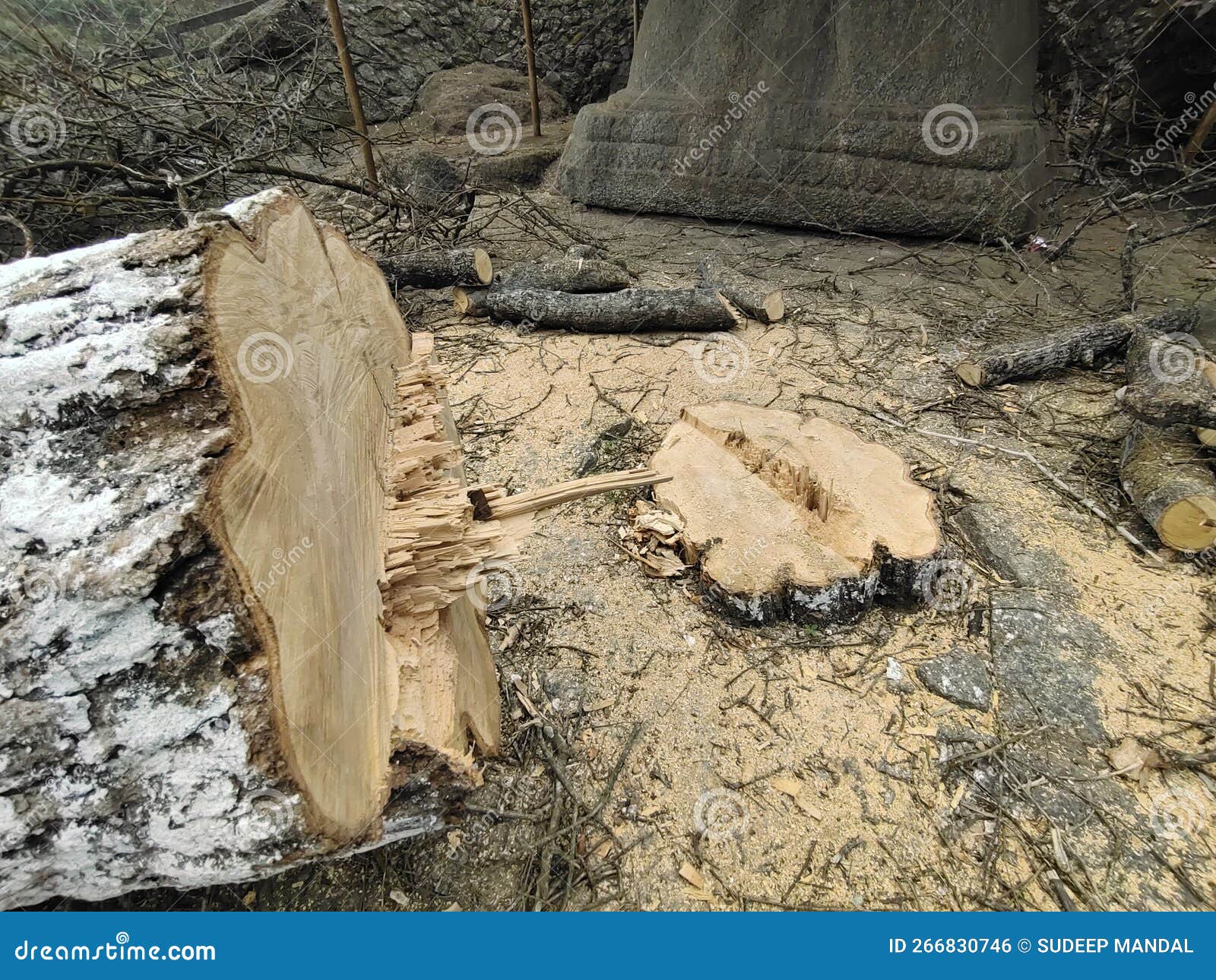 Cutting Tree and Tree Trunk in the Ground Stock Photo - Image of wood ...