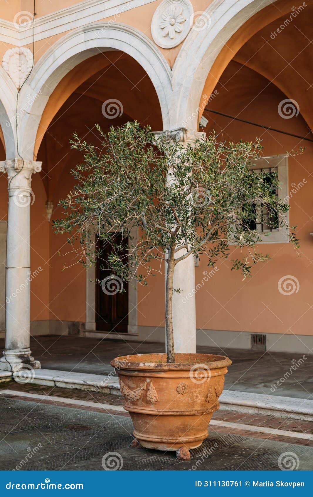 Old Medieval Clay Pot with Green Olive Tree Stock Image - Image of ...