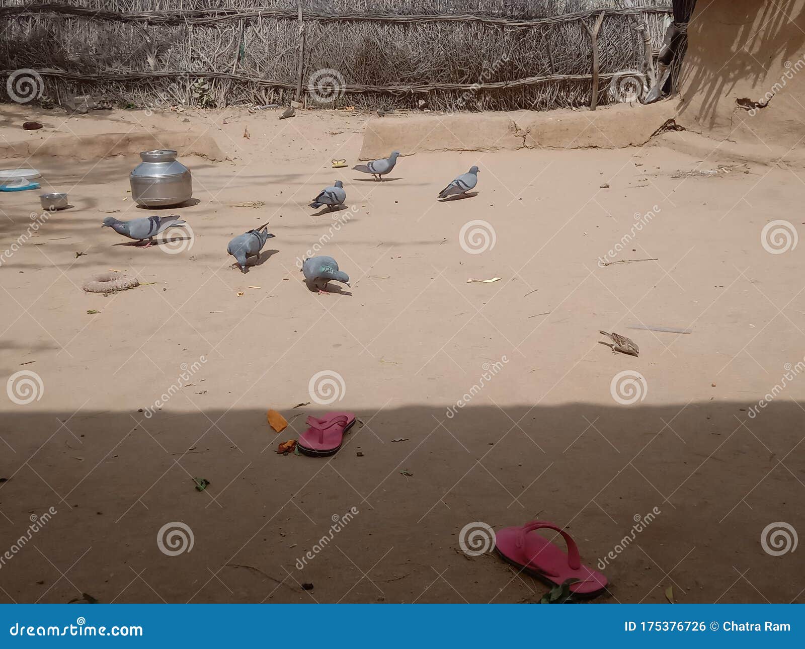 Old messenger dove stock photo. Image of pigeon, messenger - 175376726