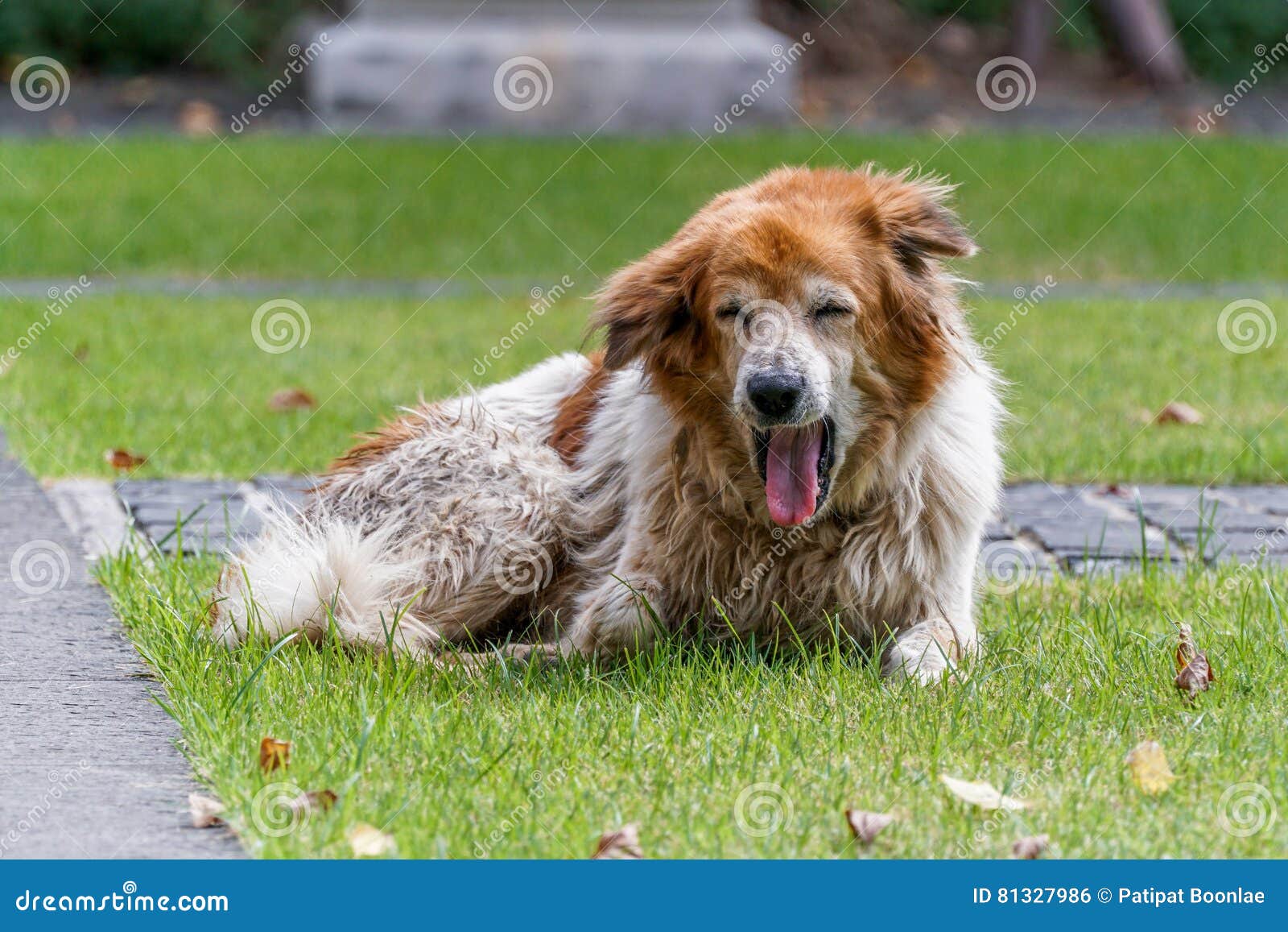 An old messy dog yawning stock photo. Image of pose, fauna - 81327986