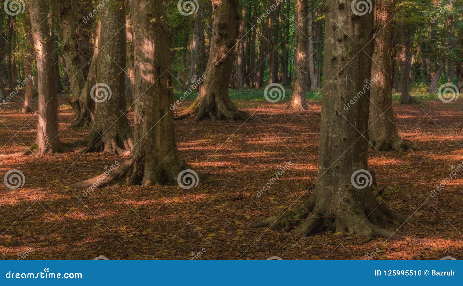 Old Mighty Oak Trees in the Forest Stock Photo - Image of trunk ...
