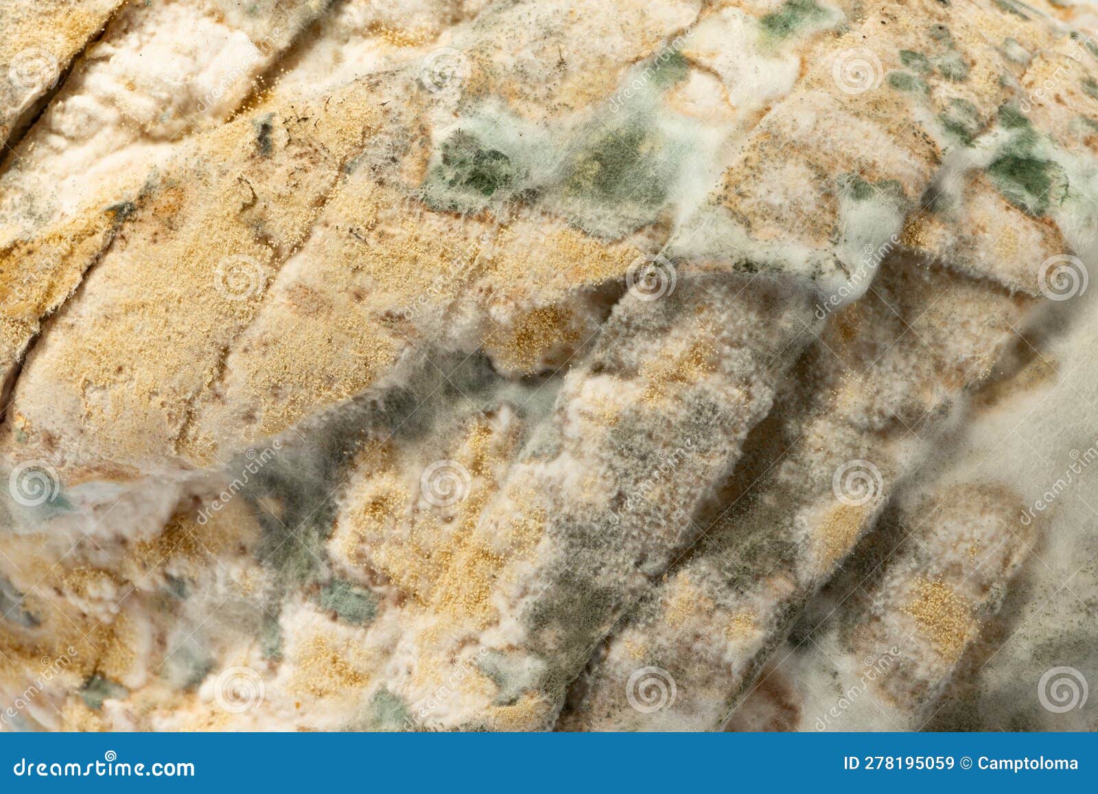 The Old Mold on the Sliced Rye Bread. Spoiled Food Stock Image - Image ...