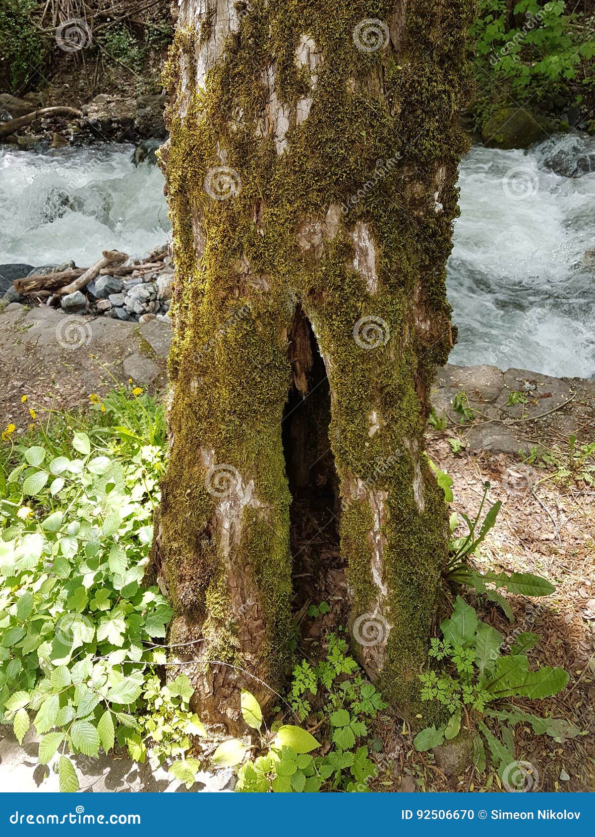 Old mold tree stock photo. Image of mold, alive, tree - 92506670