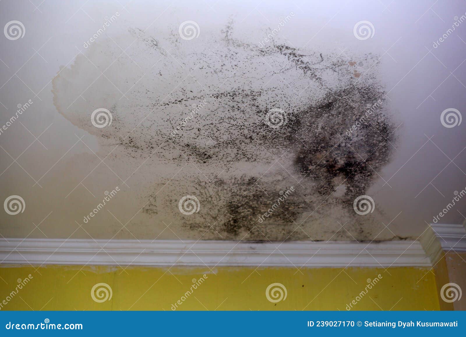 Old Moldy Ceiling Backdrop. Damp Ceiling In Rainy Season Royalty-Free ...