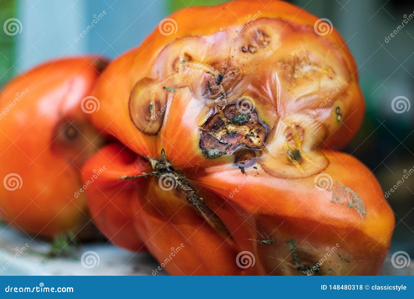 Old Moldy Funky Rotten Tomato Close Up Stock Photo - Image of fruit ...