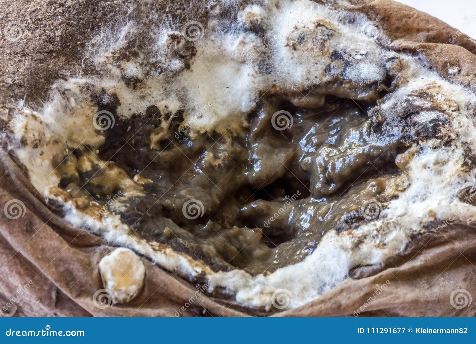 An old moldy potato stock image. Image of fiber, cultivating - 111291677