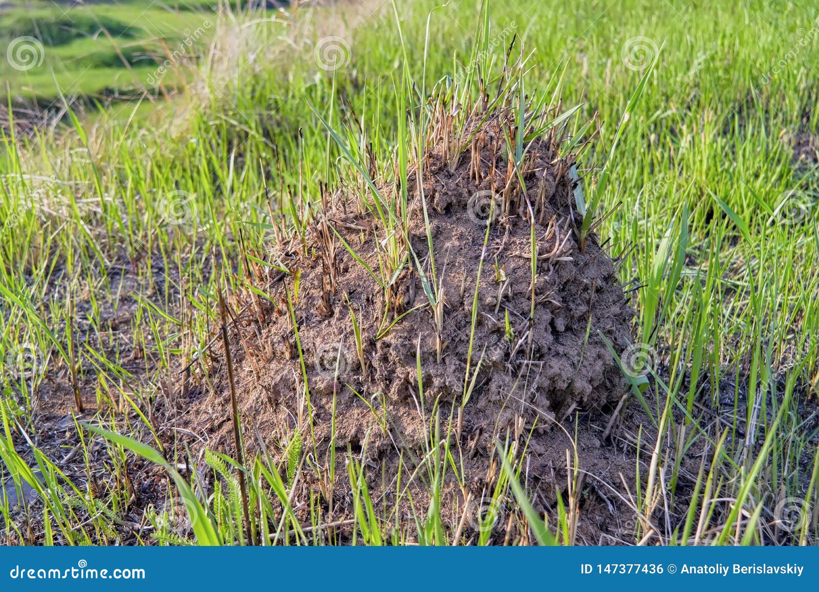 Old Mole Mole in the Meadow Close-up. Mole Hole in a Grass Field Stock ...