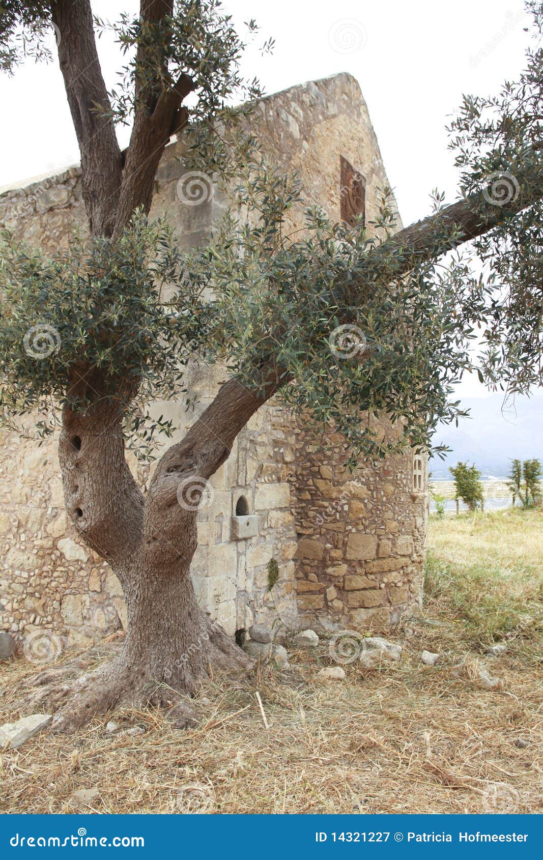 Old Monastery in Crete with Olive Tree Stock Image - Image of tree ...