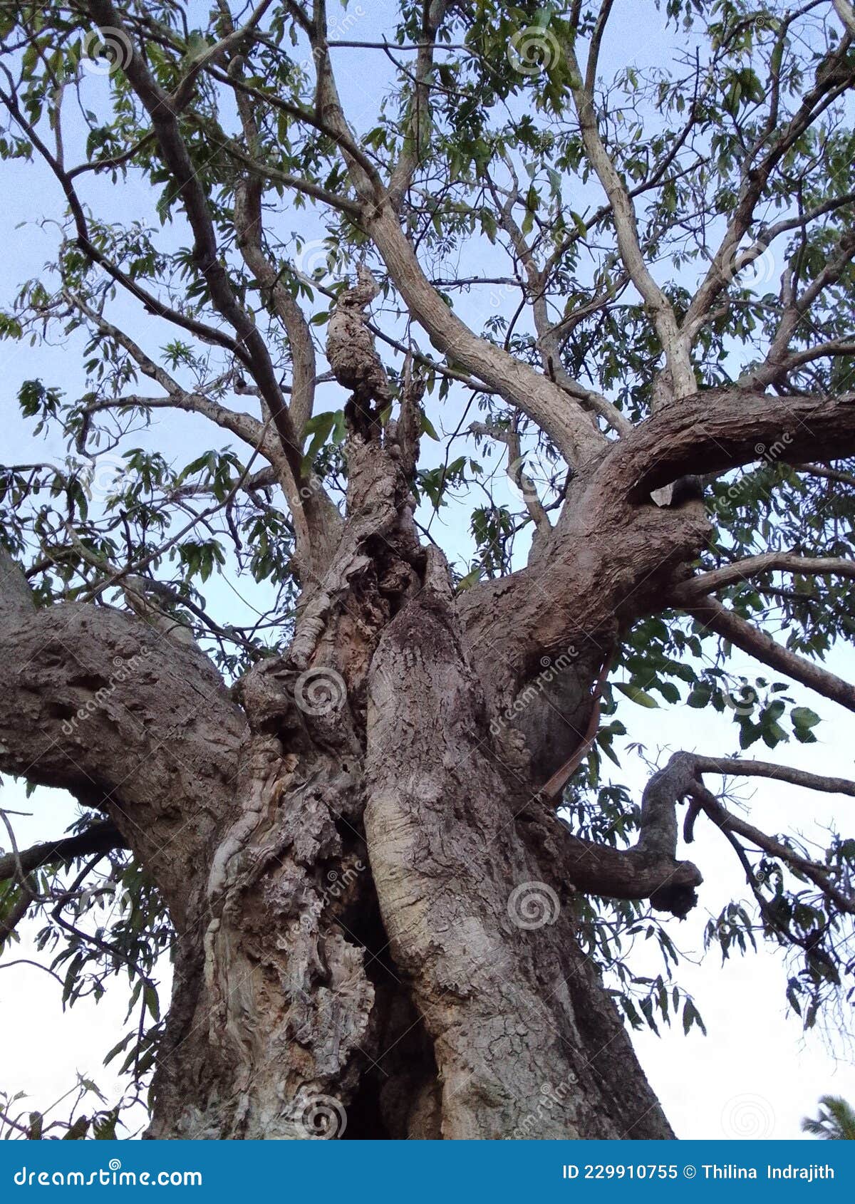 Old Mongo Tree Stock Photos - Free & Royalty-Free Stock Photos from ...