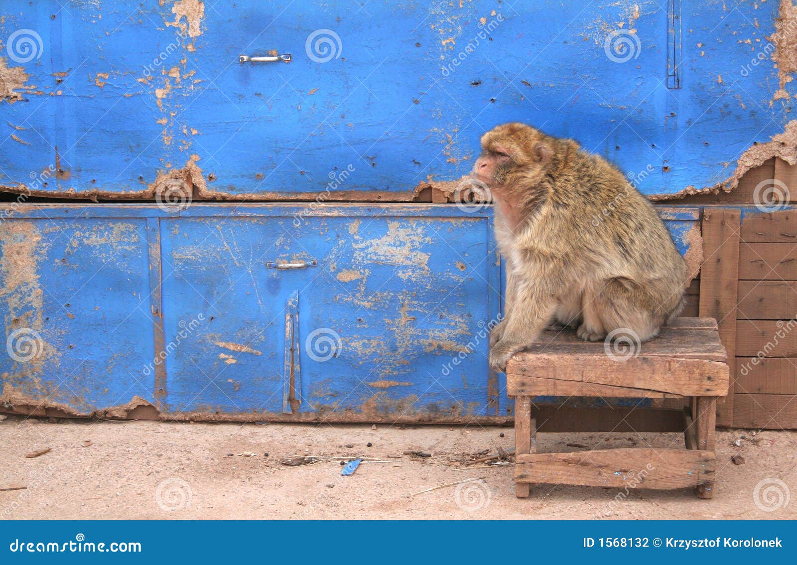 Old monkey #1 stock photo. Image of african, moroccan - 1568132
